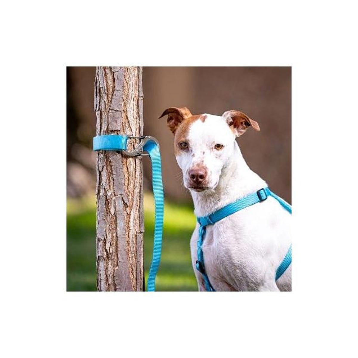 Nite Ize SlideLock Pet S-Biner Tether Clip | Do it Best